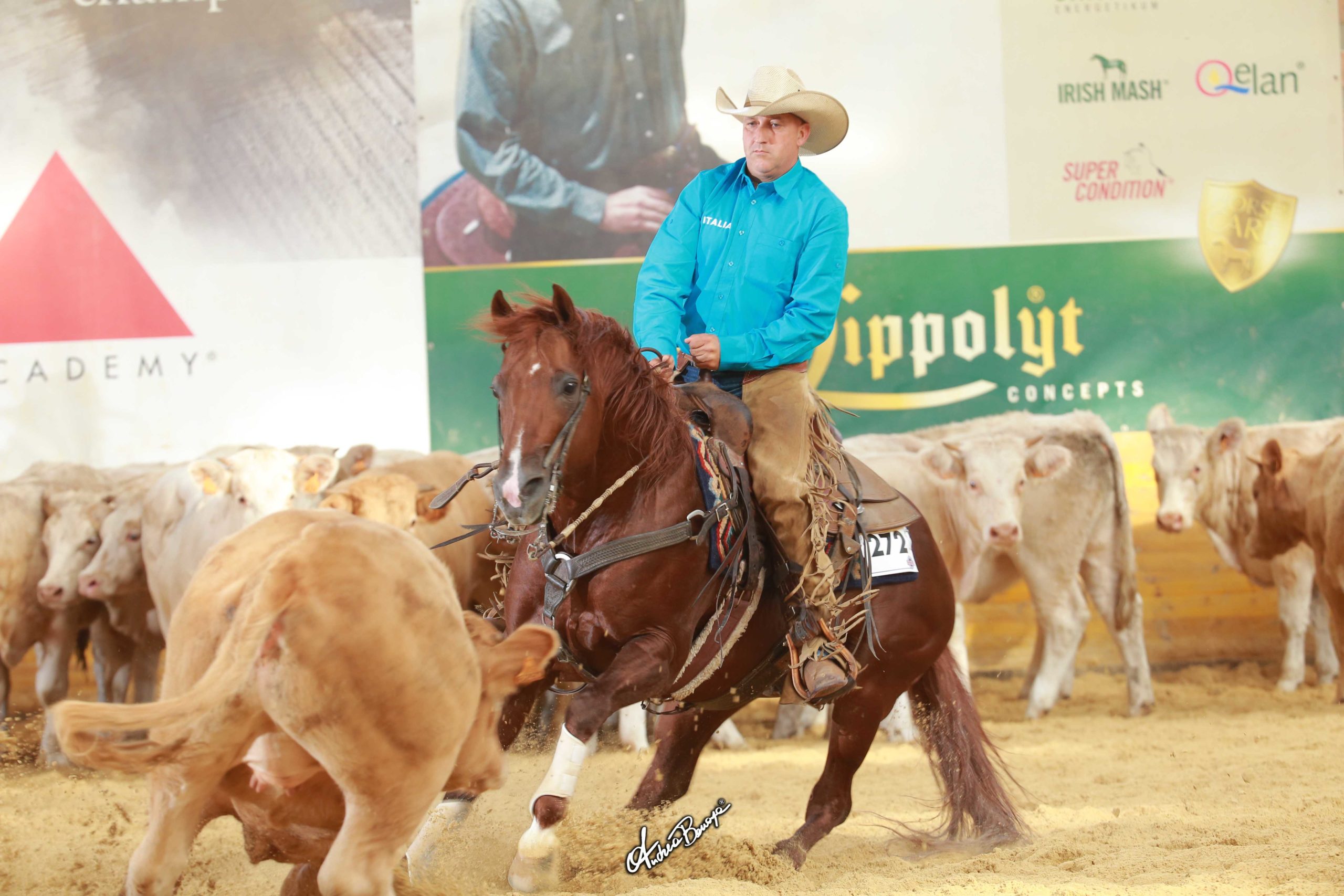 ERCHA / NRCHA Nations Cup 2016 in Mooslargue: Italien führt nach Herd ...